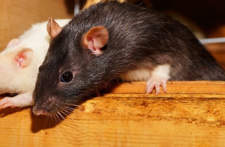 Rats in House - Causes, Dangers and Proven Fixes in Norway